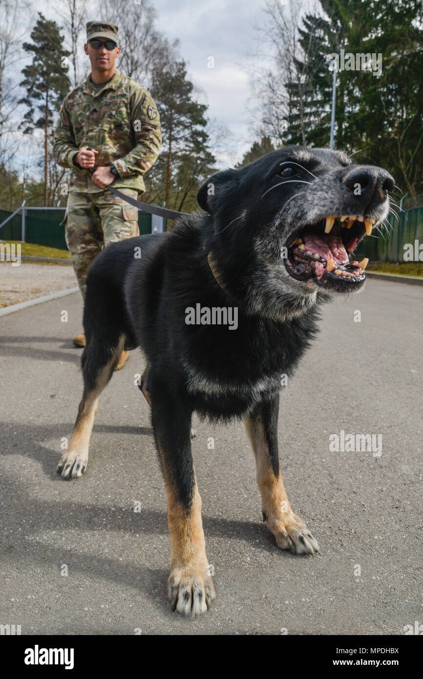 Tarzan, a German Shepard Military Working Dog assigned to the 100th ...