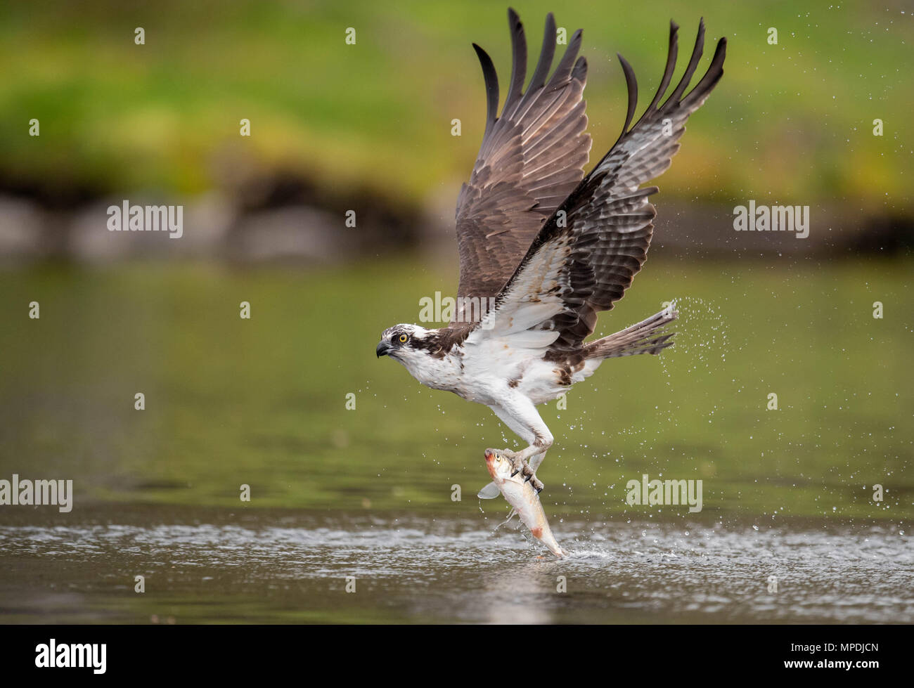 Osprey flying feet hi-res stock photography and images - Alamy