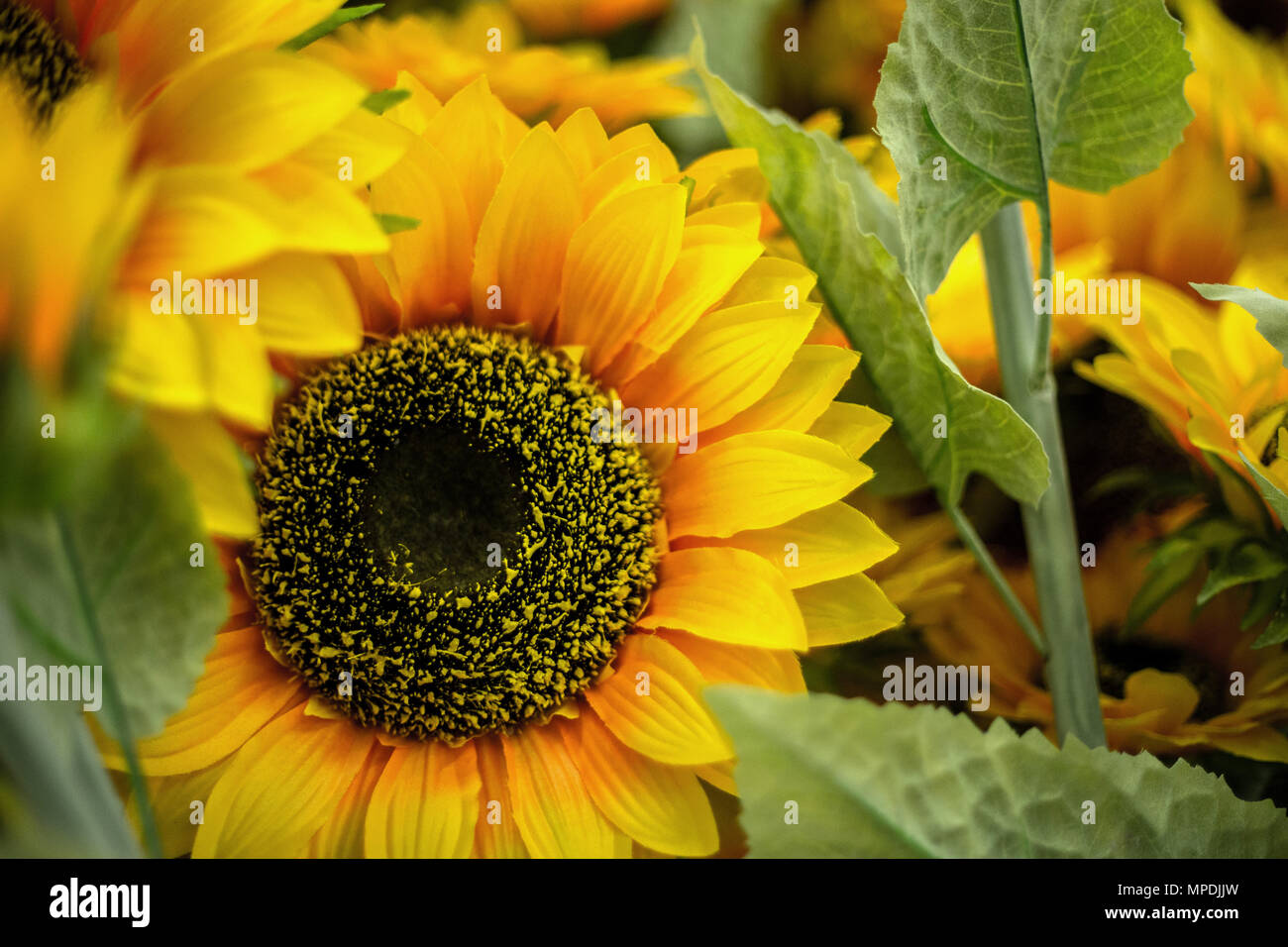 Small sunflower plant hi-res stock photography and images - Alamy