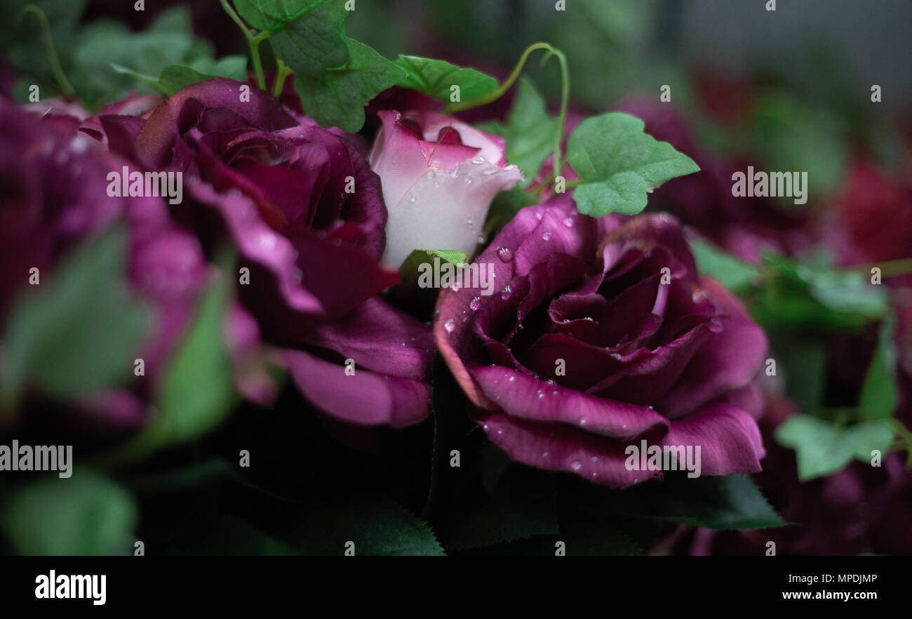 Pretty purple garden roses hi-res stock photography and images - Alamy