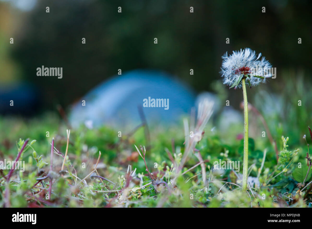 Tent and Dandelion Close Up Stock Photo - Alamy