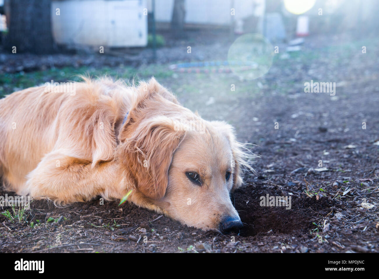 Dog Relaxing After Digging a Hole Stock Photo - Alamy