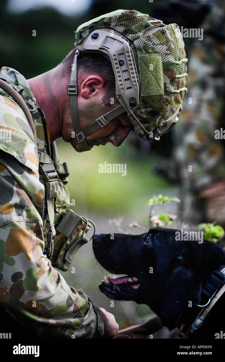 Royal Australian Air Force Military Working Dog Vito, No. 2 Security ...