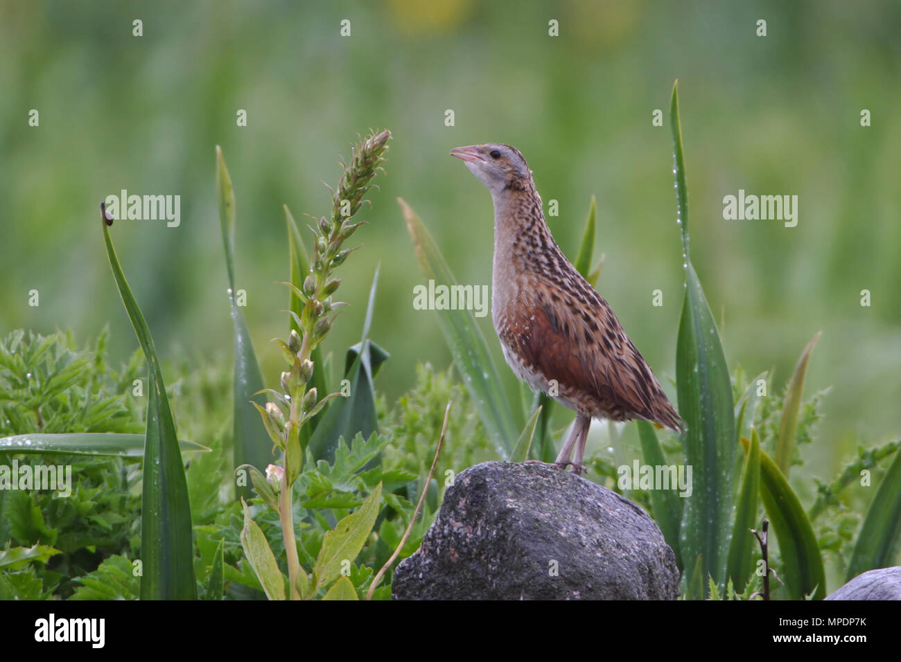 Crex crex scotland hi-res stock photography and images - Alamy