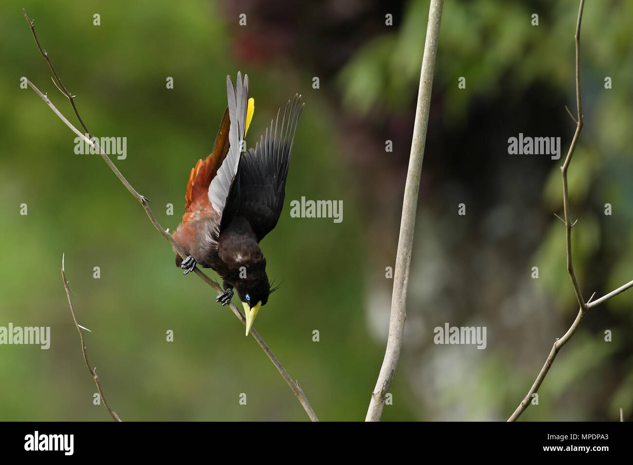 Crested Oropendola (Psarocolius decumanus Stock Photo - Alamy