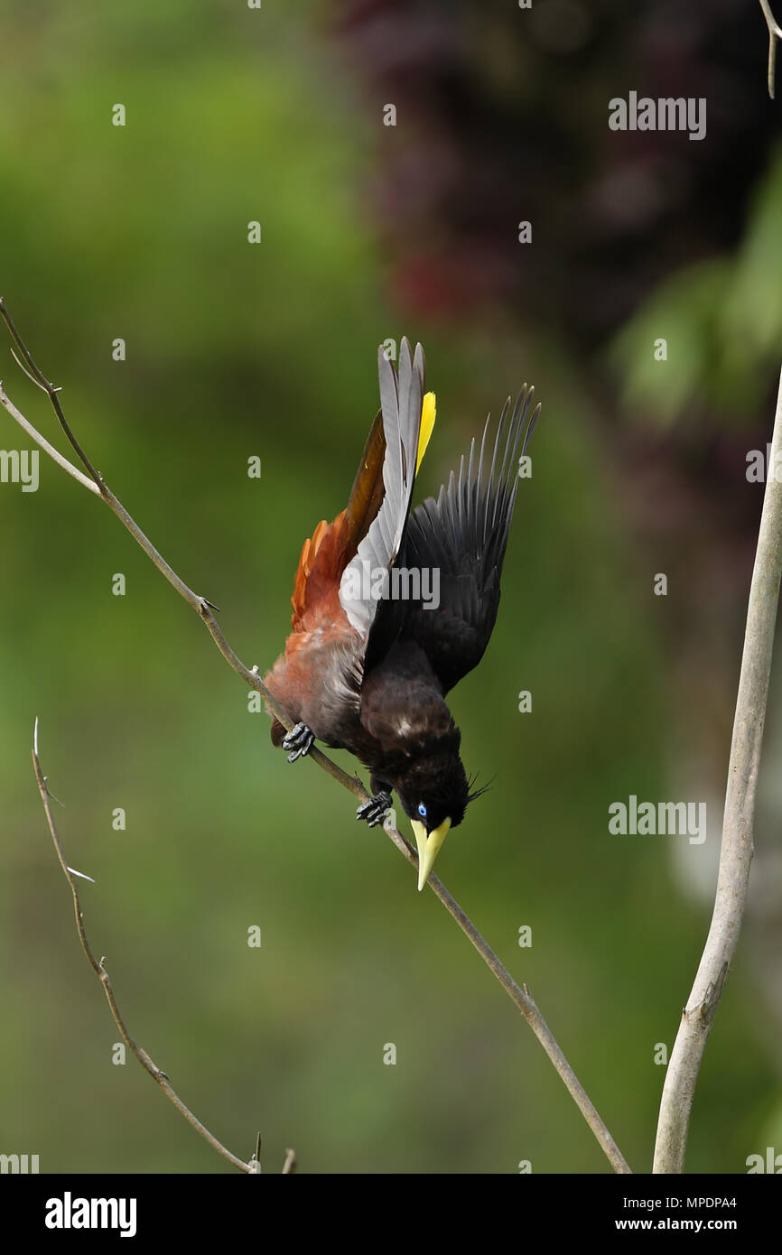 Crested Oropendola (Psarocolius decumanus Stock Photo - Alamy