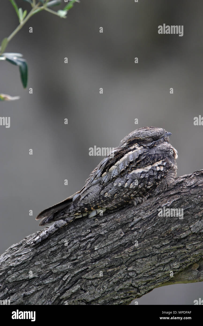 European nightjars hi-res stock photography and images - Alamy