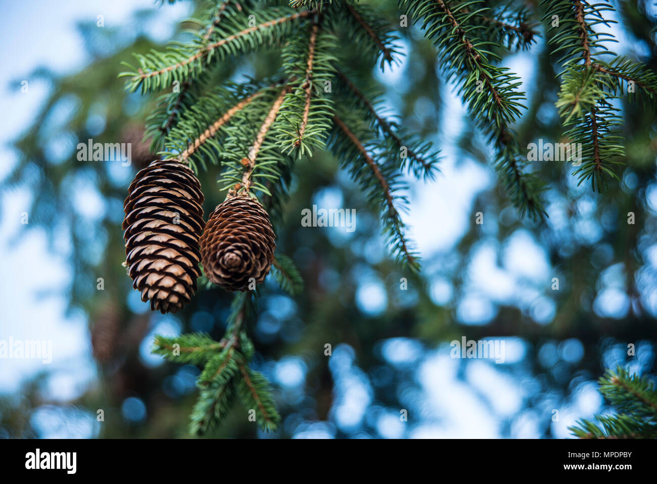 Pine tree with fruits Stock Photo - Alamy