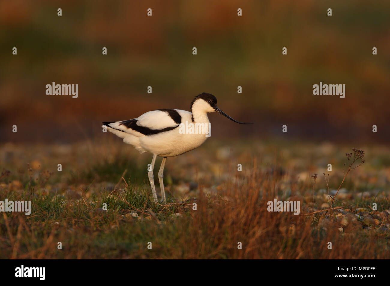 Avocet (Recurvirostra avosetta Stock Photo - Alamy