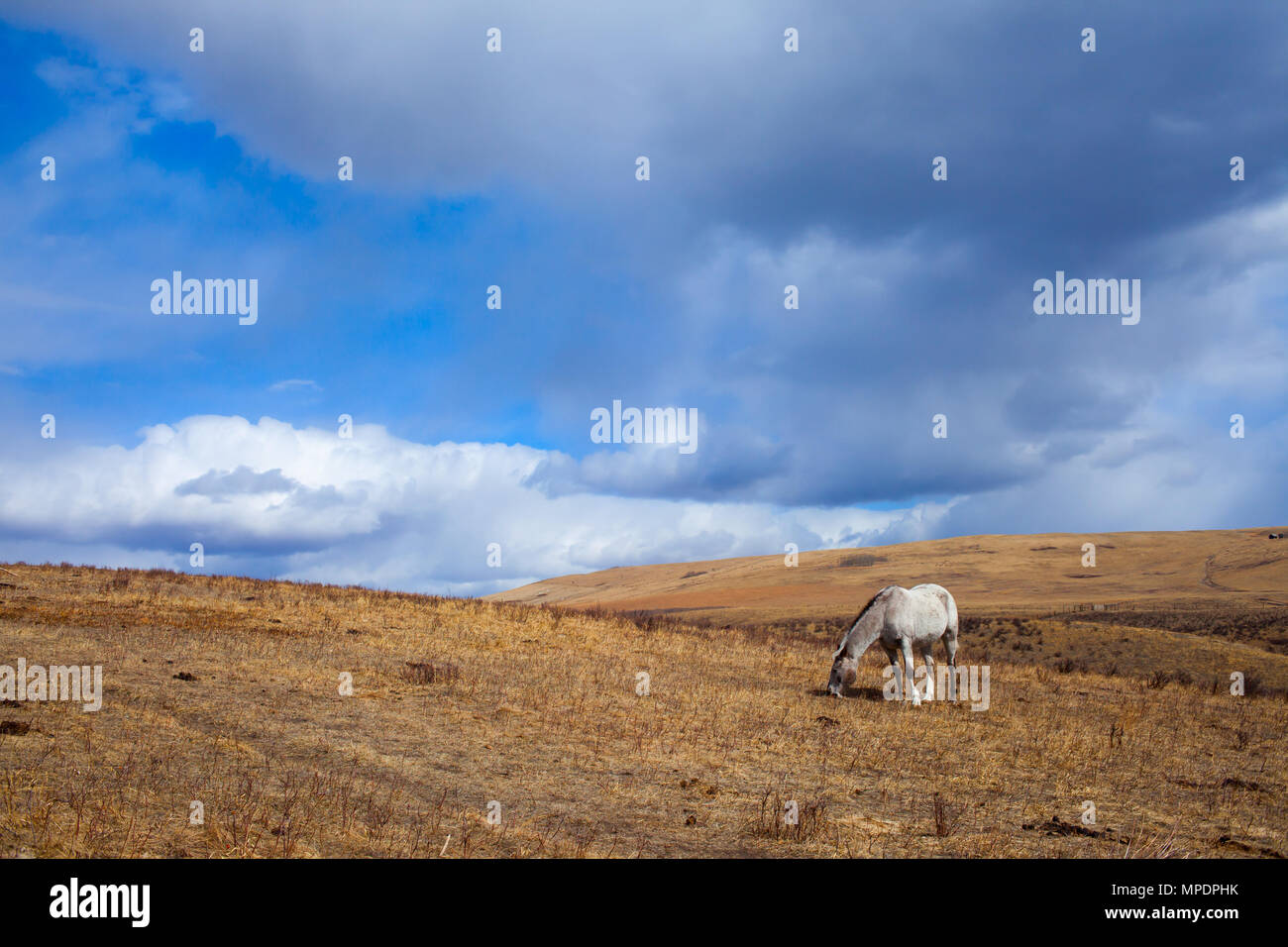 A grazing white horse the beautiful Glenbow Ranch Provincial Park in ...