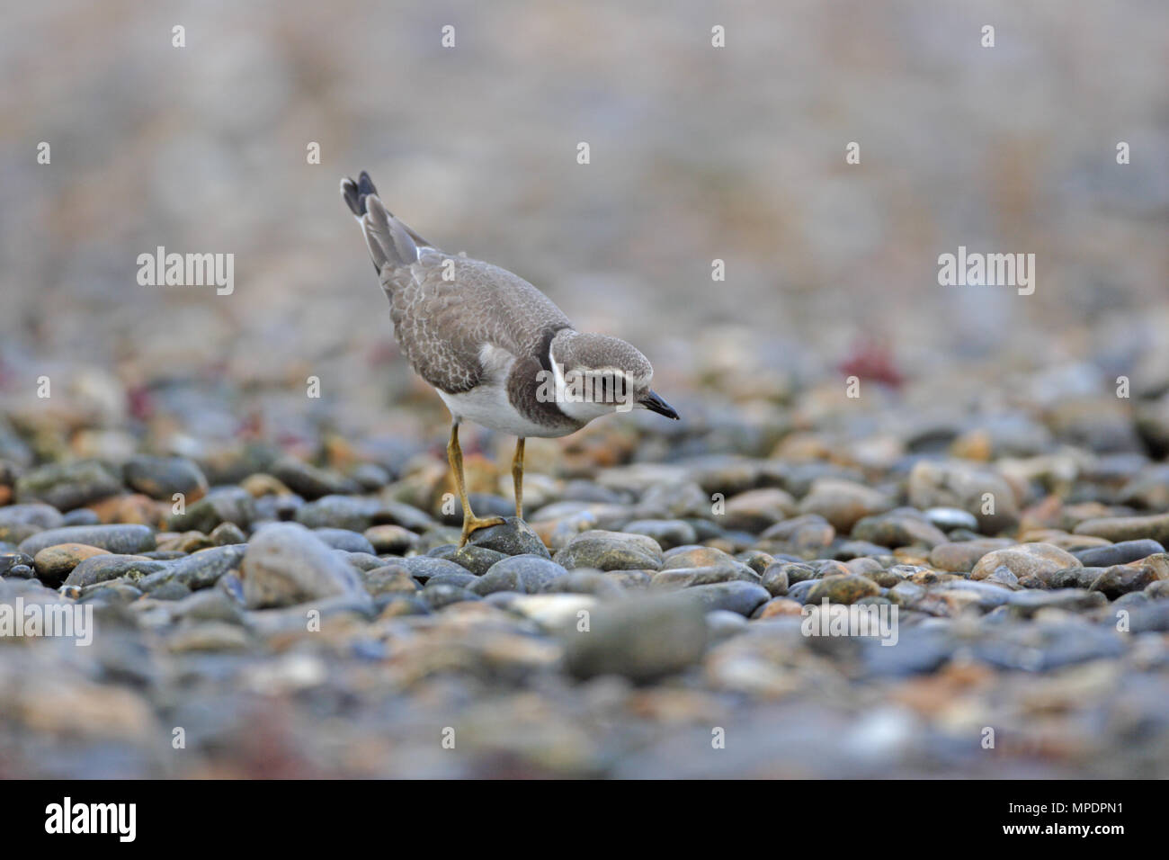 Common Ringed Plover (Charadrius hiaticula Stock Photo - Alamy