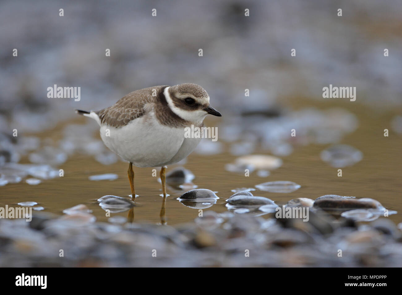 Common Ringed Plover (Charadrius hiaticula Stock Photo - Alamy