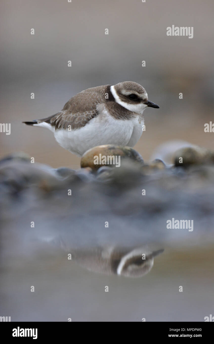 Common Ringed Plover (Charadrius hiaticula Stock Photo - Alamy