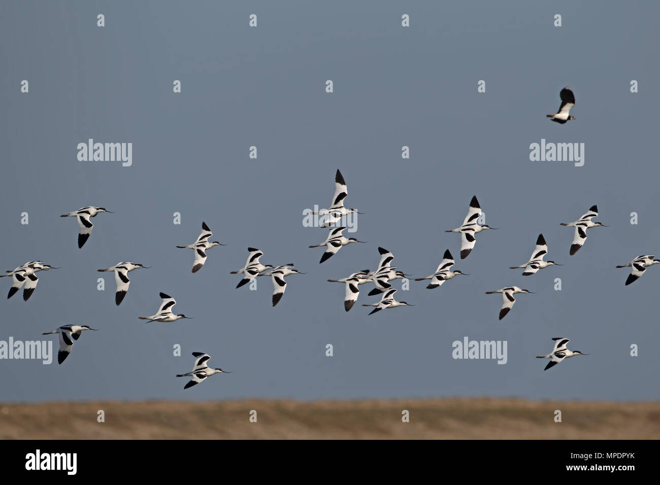 Avocet (Recurvirostra avosetta Stock Photo - Alamy