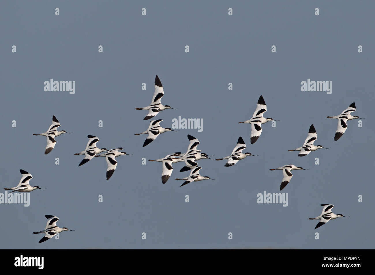 Avocet (Recurvirostra avosetta Stock Photo - Alamy