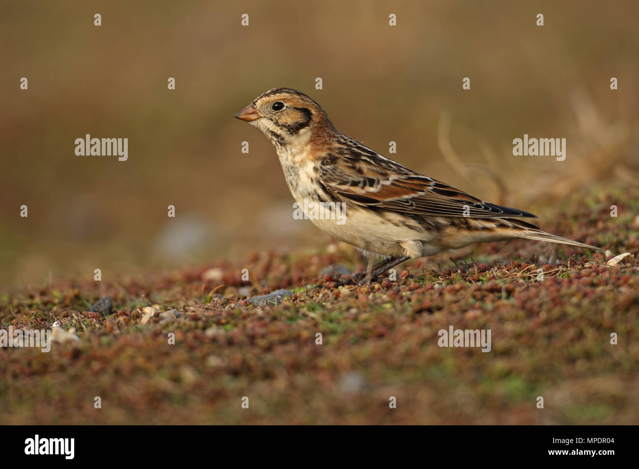 Lapland longspurs hi-res stock photography and images - Alamy