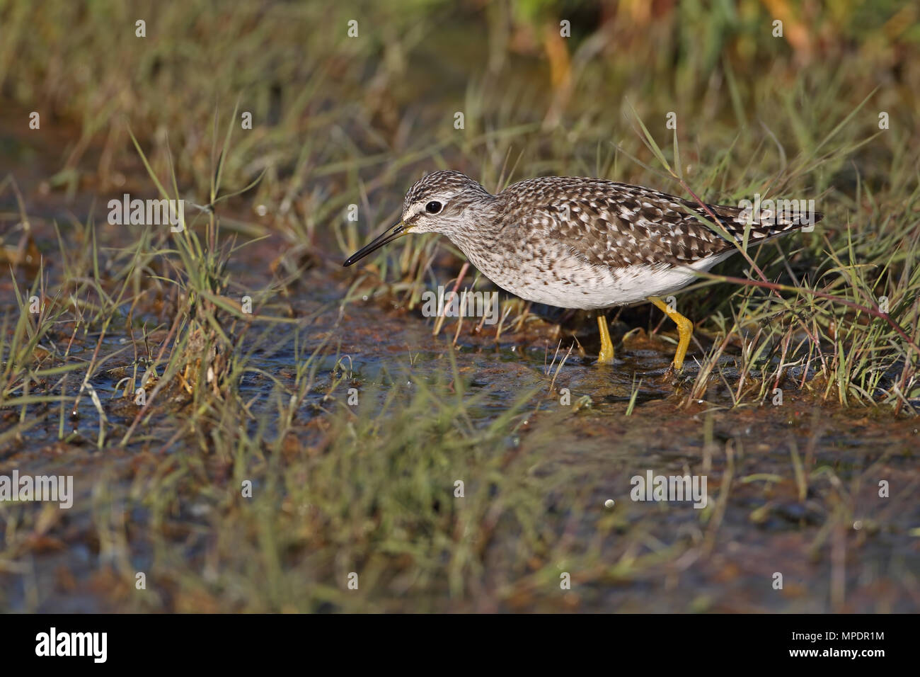 Sandpiper bird sandpipers birds hi-res stock photography and images - Alamy