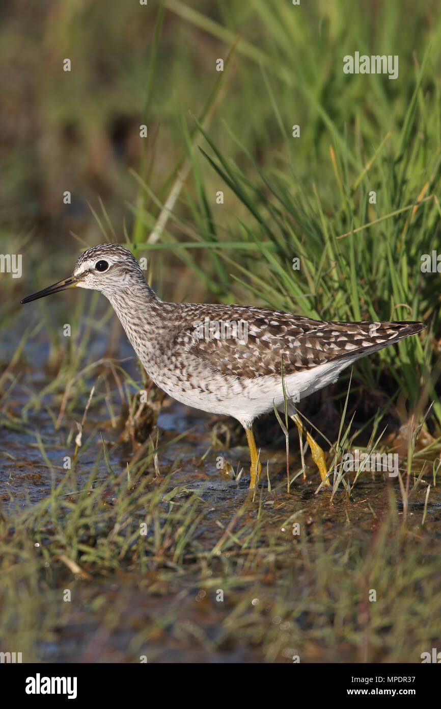 Wood Sandpiper (Tringa glareola Stock Photo - Alamy