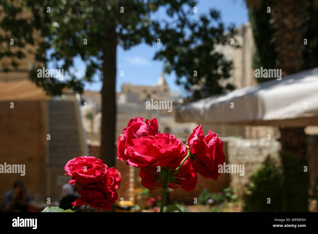 Jerusalem, Israel - May 16, 2018: The Rose of Jerusalem blooms in a ...