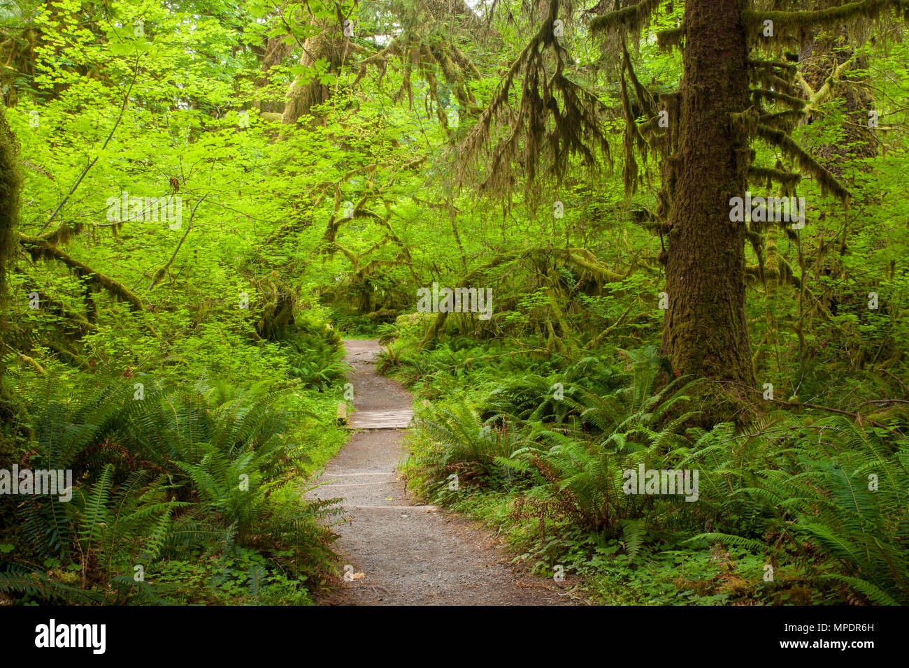 Hoh rain forest hike hi-res stock photography and images - Alamy