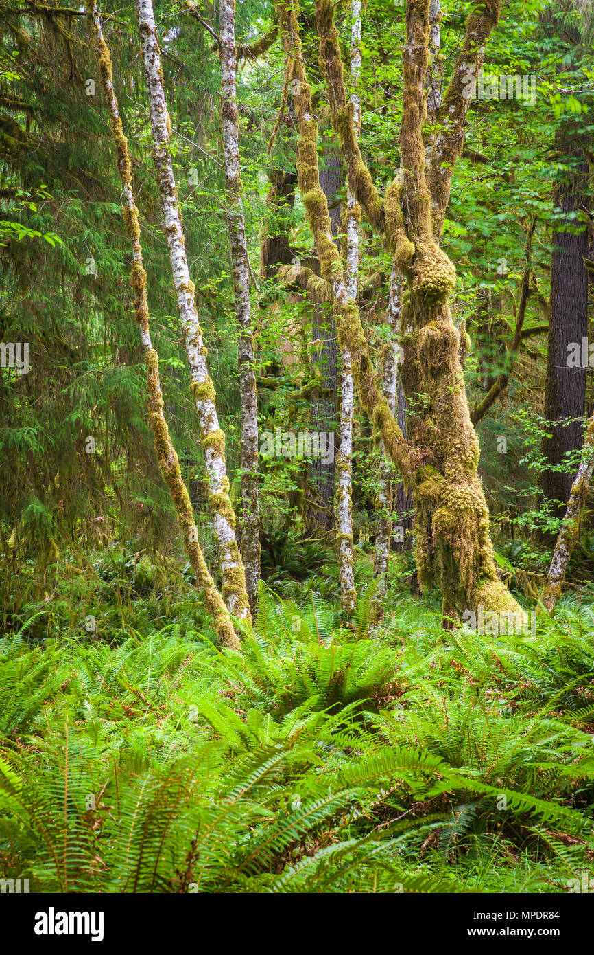 Hoh rain forest hike hi-res stock photography and images - Alamy