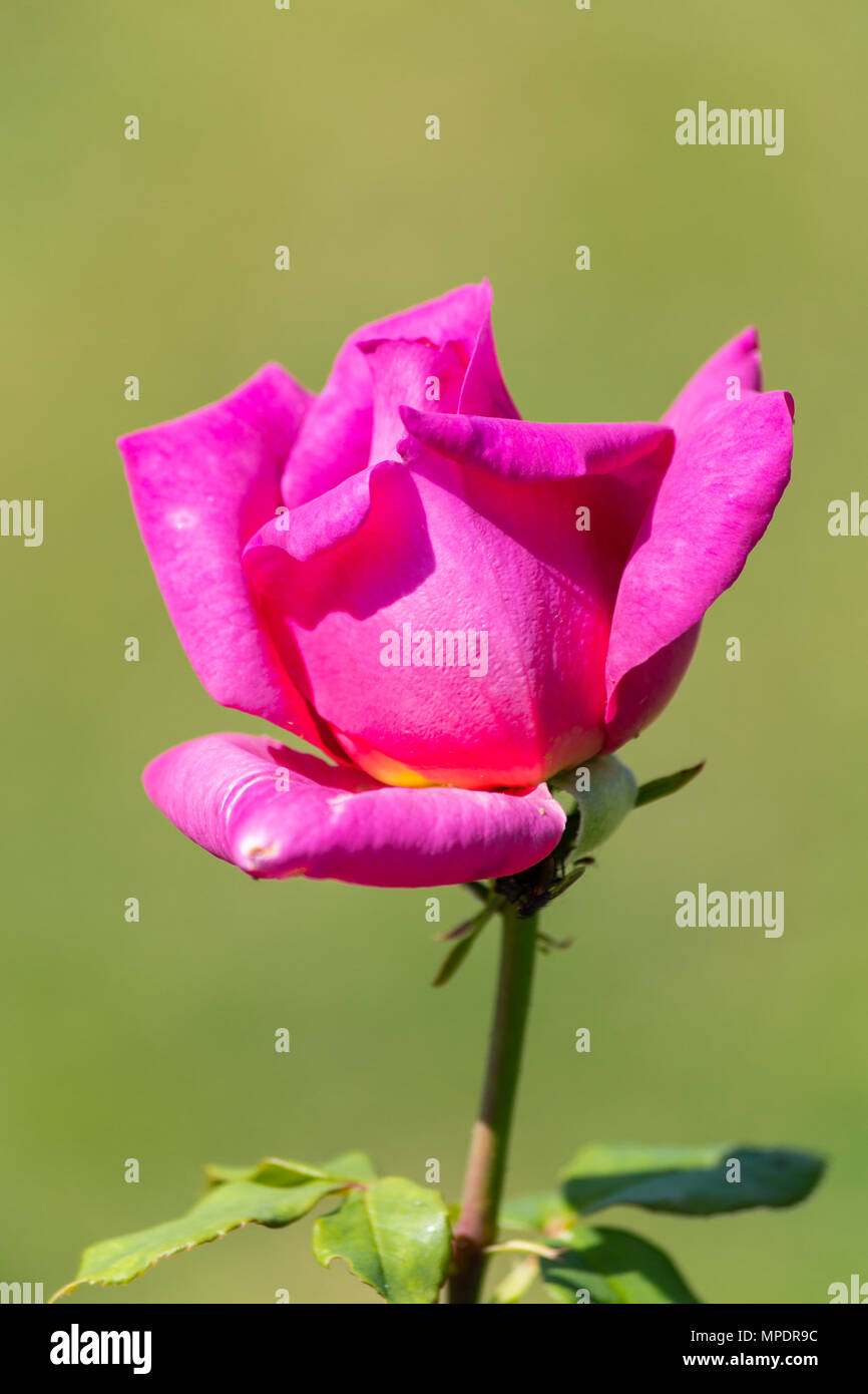 Rose flower in a garden Stock Photo - Alamy