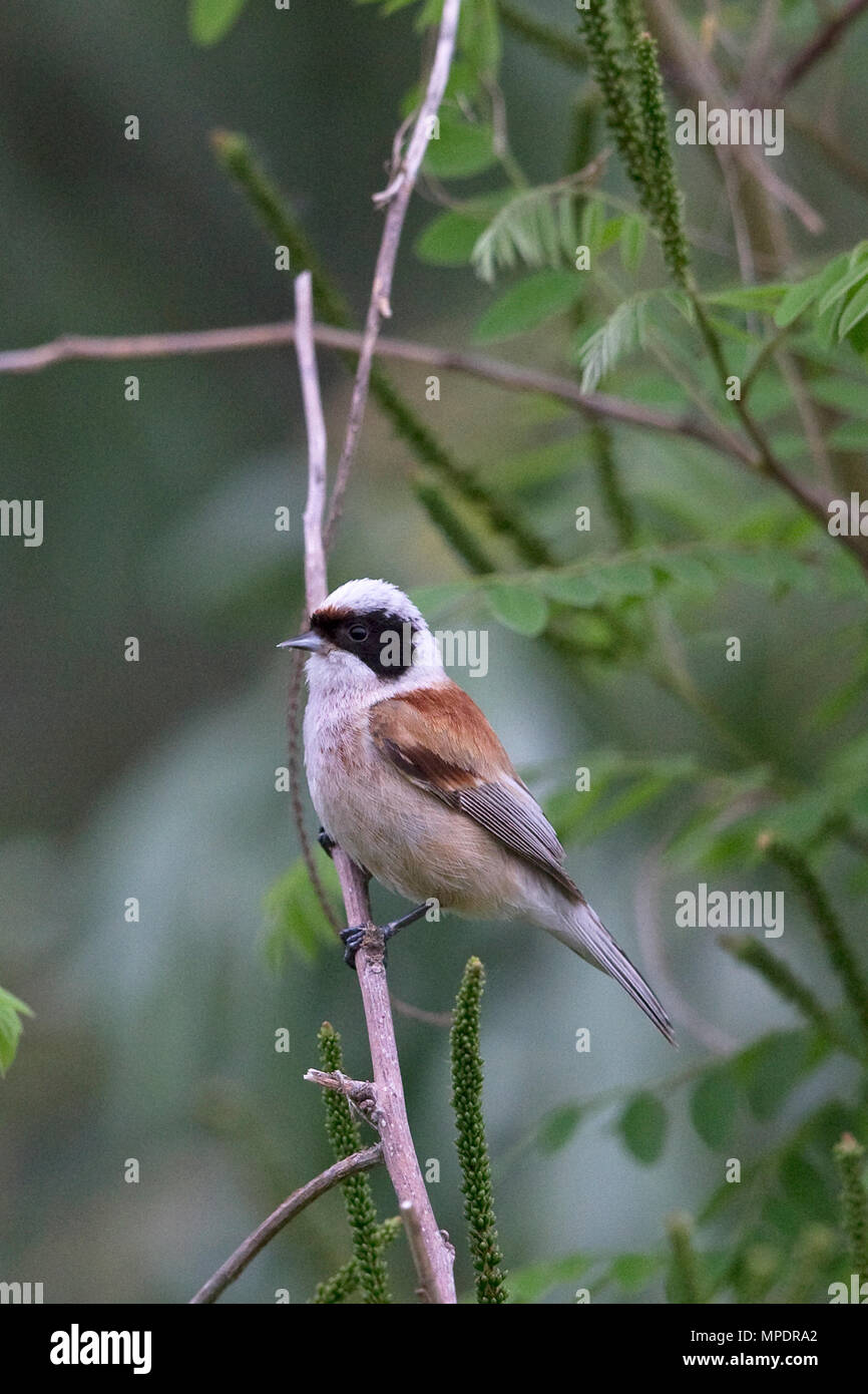 Penduline Tit (Remiz pendulinus Stock Photo - Alamy
