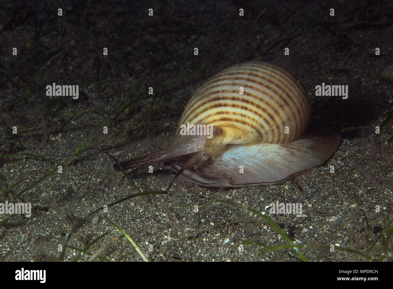Marine gastropods hi-res stock photography and images - Alamy