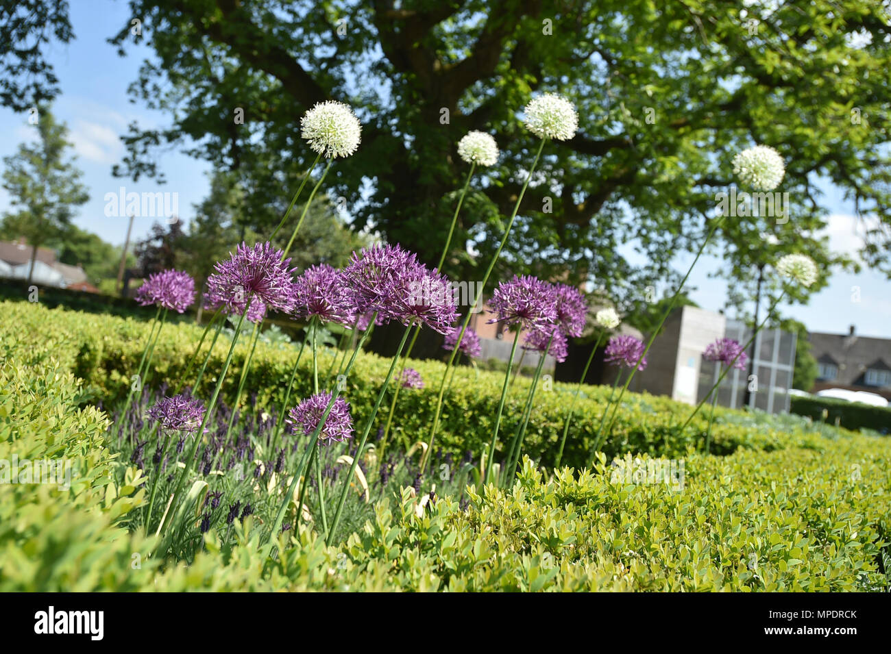 Allium Display High Resolution Stock Photography and Images - Alamy