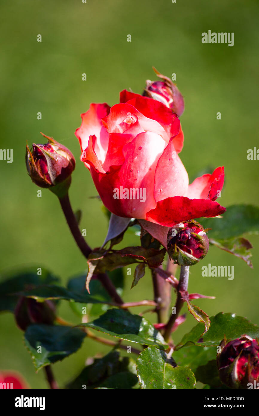 Rose flower in a garden Stock Photo - Alamy