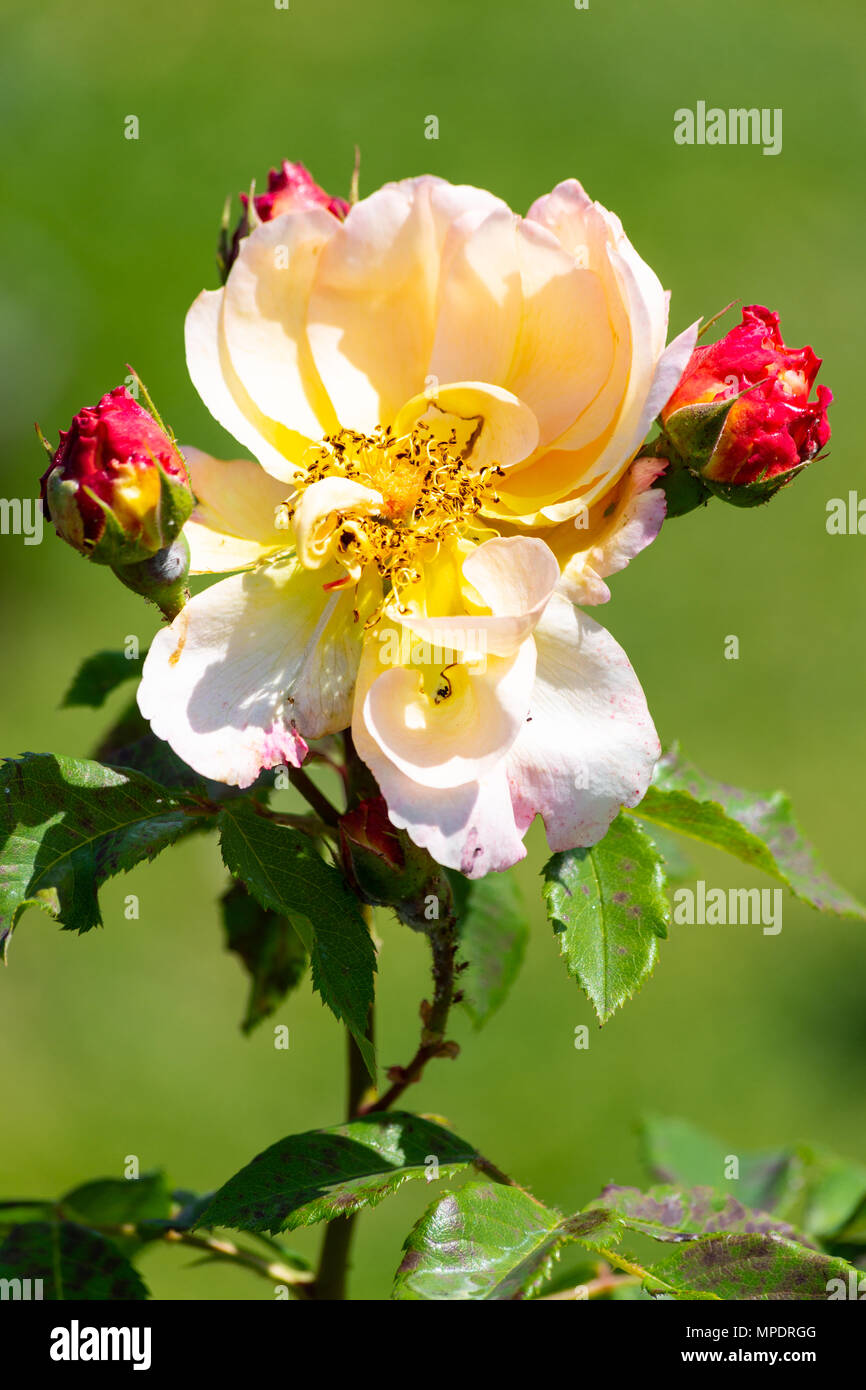 Rose flower in a garden Stock Photo - Alamy