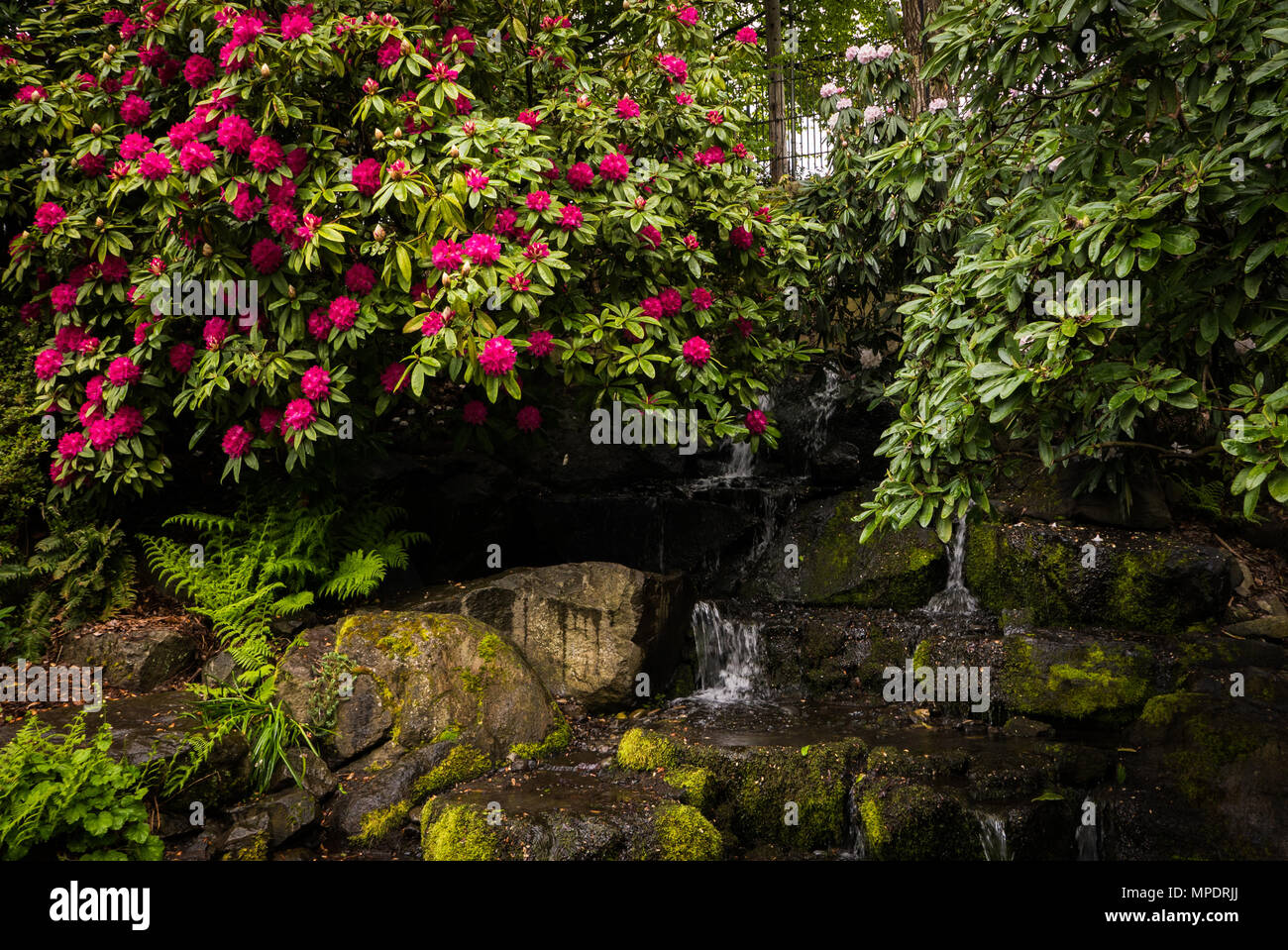 Azaleas in Portland's Crystal Springs Rhododendron Garden, Oregon Stock ...