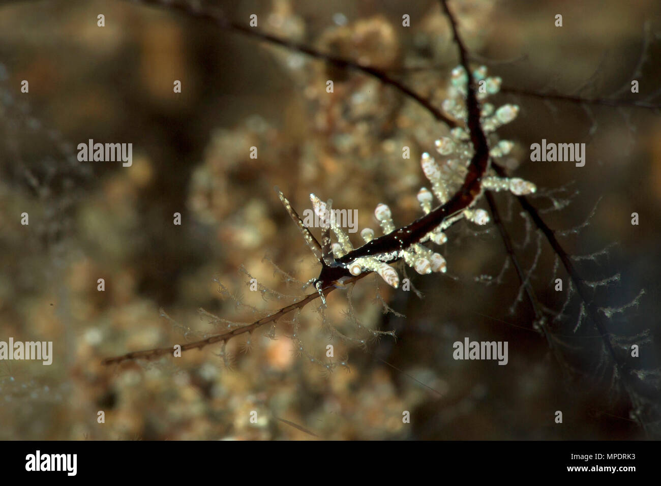 Nudibranch Eubranchus sp. 25, NSSI. Picture was taken in Anilao ...