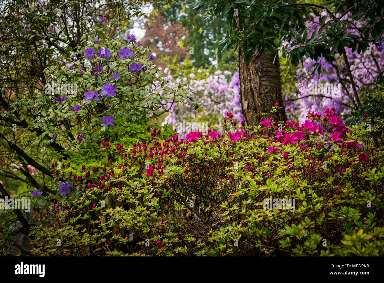 Azaleas in Portland's Crystal Springs Rhododendron Garden, Oregon Stock ...