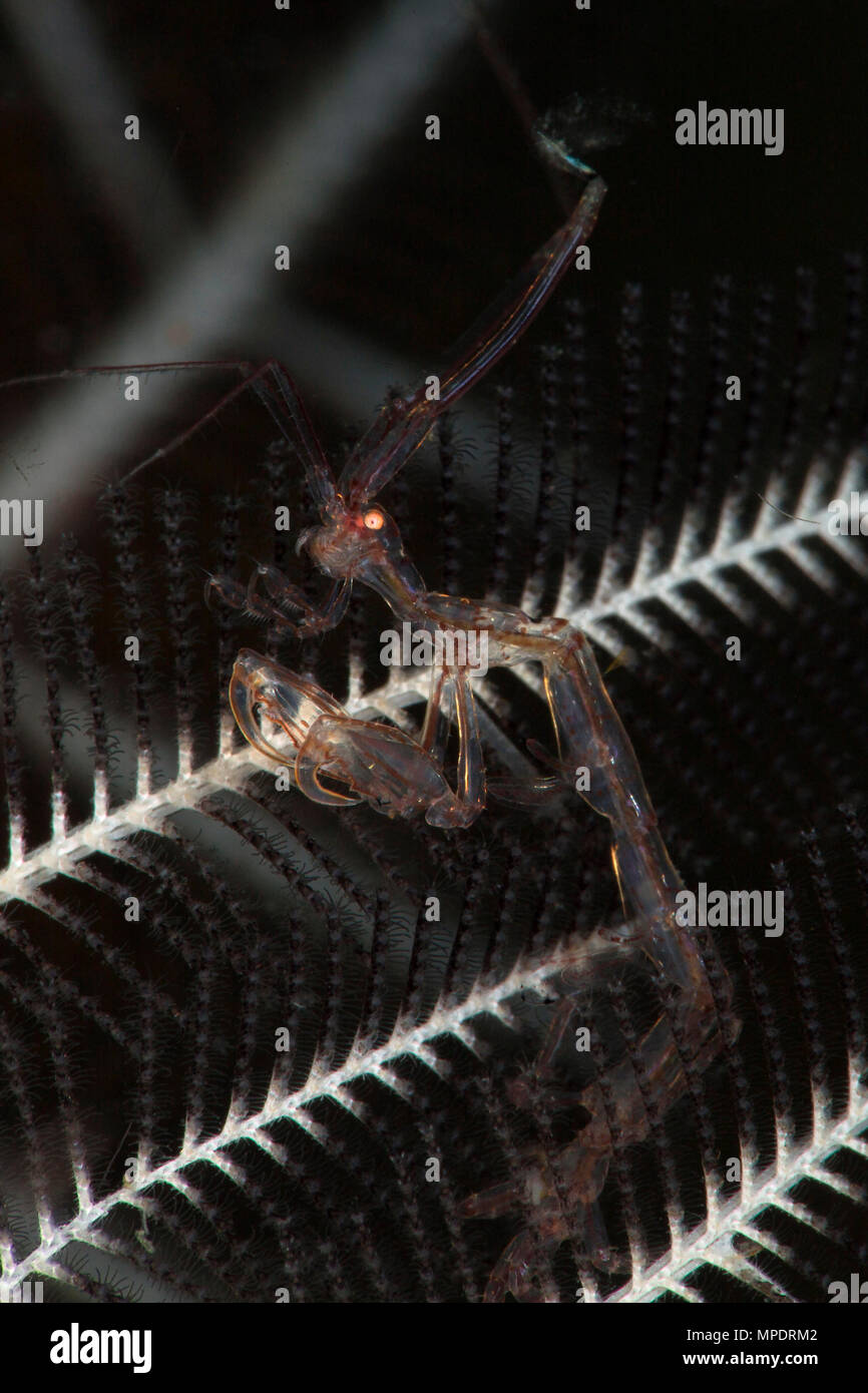Skeleton Shrimp (Caprella sp.). Picture was taken in Anilao ...