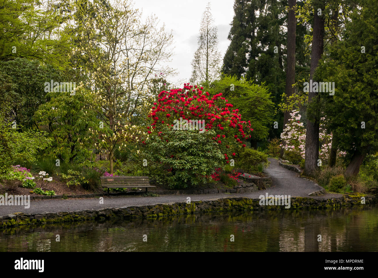 Azaleas in Portland's Crystal Springs Rhododendron Garden, Oregon Stock ...