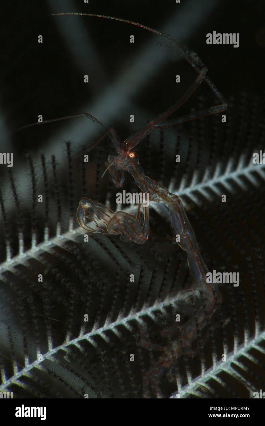 Skeleton Shrimp (Caprella sp.). Picture was taken in Anilao ...