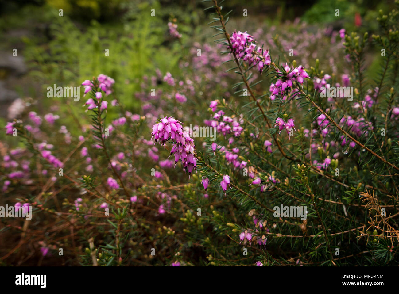 Bright violet flowers hi-res stock photography and images - Alamy