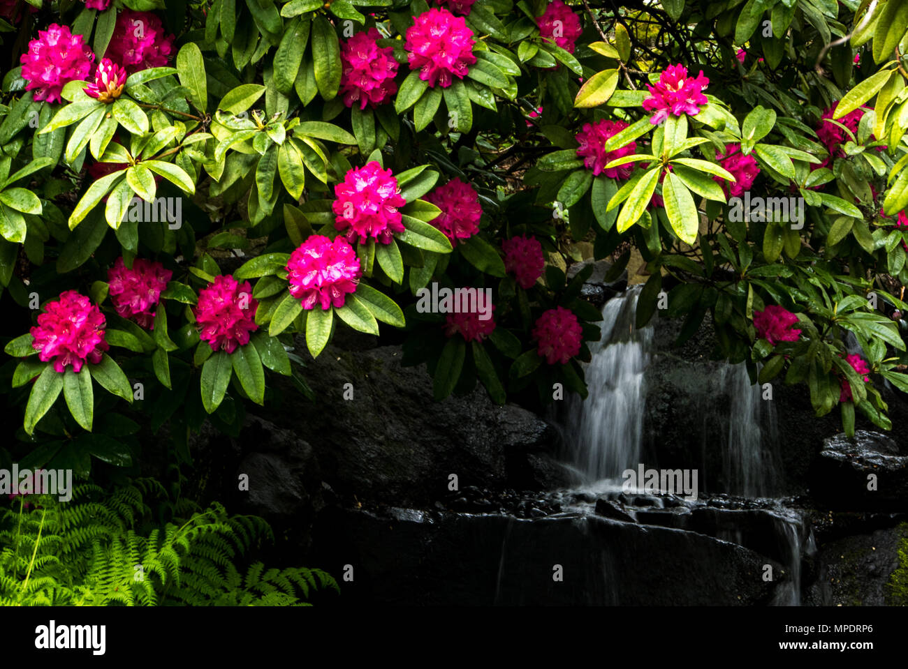 Azaleas in Portland's Crystal Springs Rhododendron Garden, Oregon Stock ...