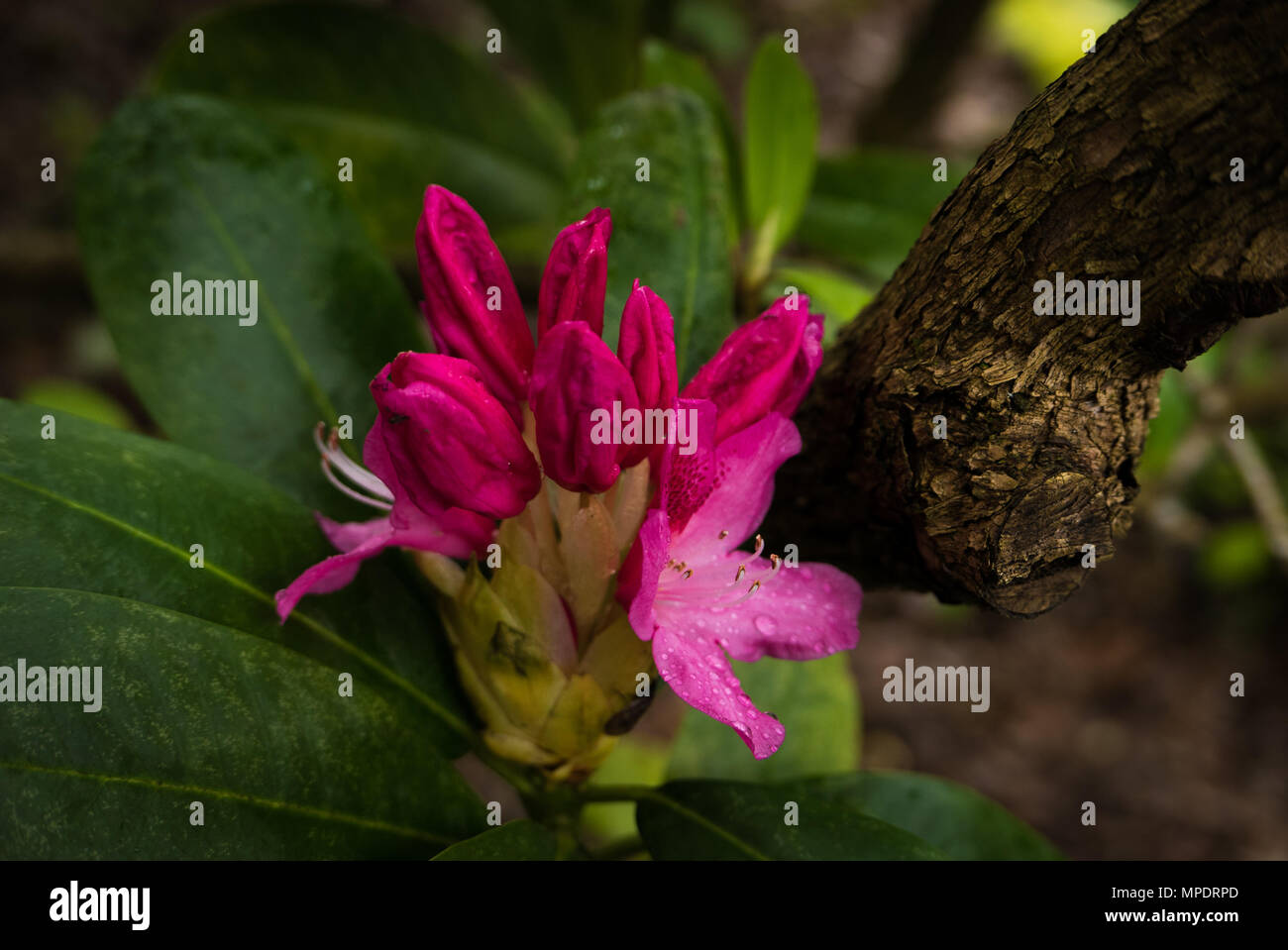 Azaleas in Portland's Crystal Springs Rhododendron Garden, Oregon Stock ...