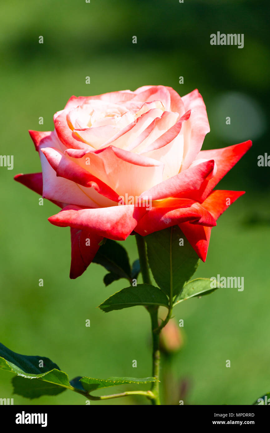 Rose flower in a garden Stock Photo - Alamy