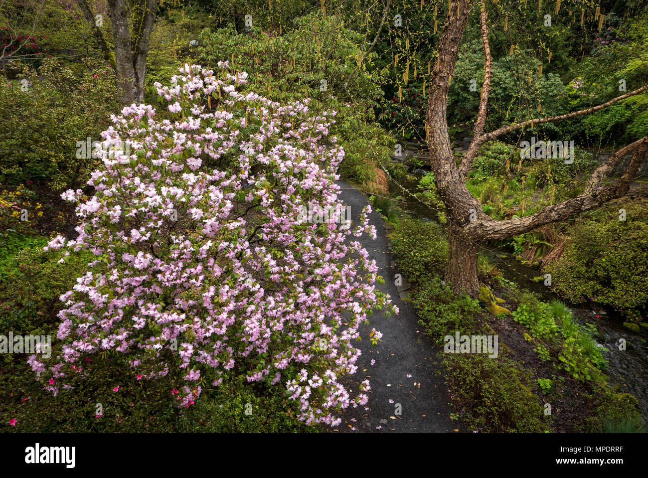 Azaleas in Portland's Crystal Springs Rhododendron Garden, Oregon Stock ...