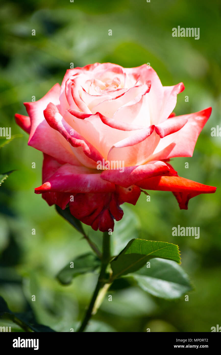 Rose flower in a garden Stock Photo - Alamy