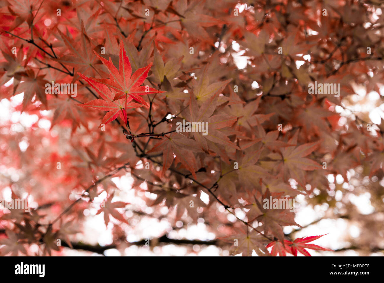 Japanese Maple tree in Portland's Crystal Springs Rhododendron Garden ...