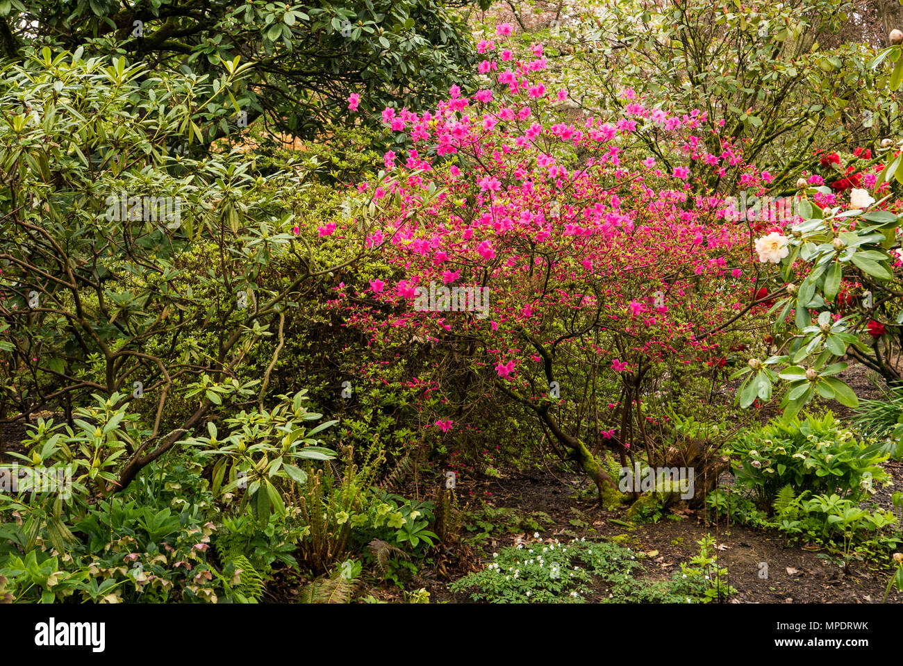 Azaleas in Portland's Crystal Springs Rhododendron Garden, Oregon Stock ...