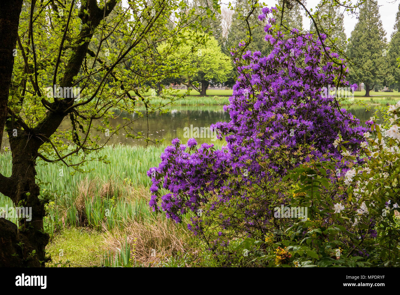 Azaleas in Portland's Crystal Springs Rhododendron Garden, Oregon Stock ...