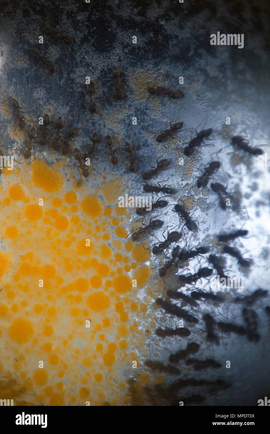 Ants crowded around sweet spot of jam. Concept of sweet tooth ...