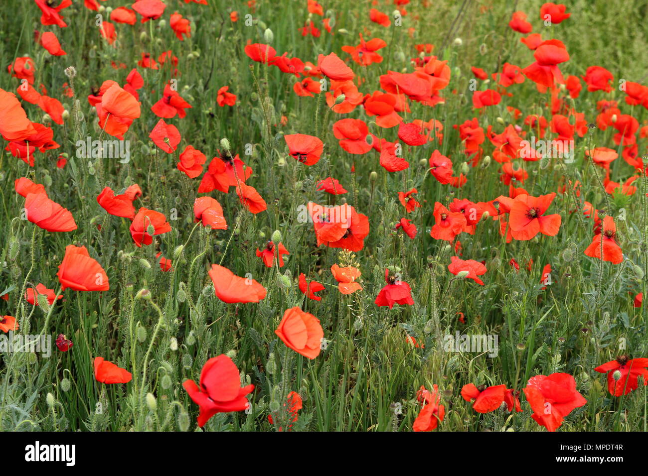 Red Poppy Carpet High Resolution Stock Photography and Images - Alamy