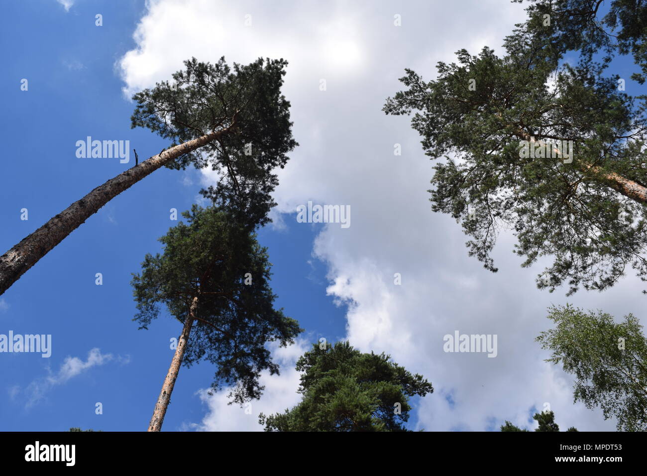Wildpark alte fasanerie hanau hi-res stock photography and images - Alamy