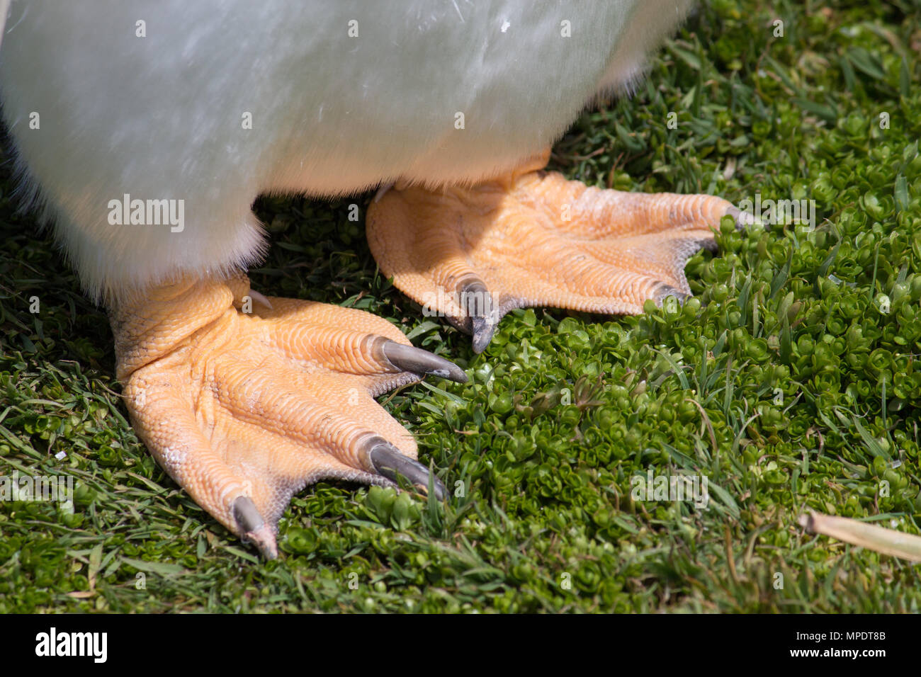 Scaled feet hi-res stock photography and images - Alamy